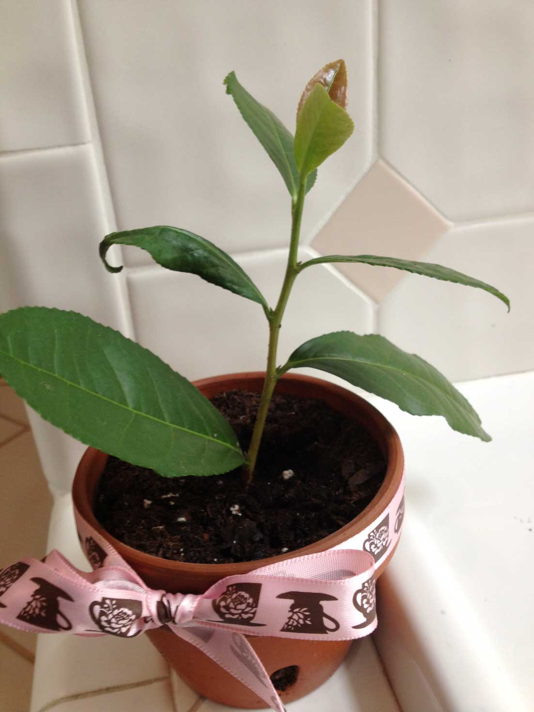 Everyday Finesse: My new tea plant