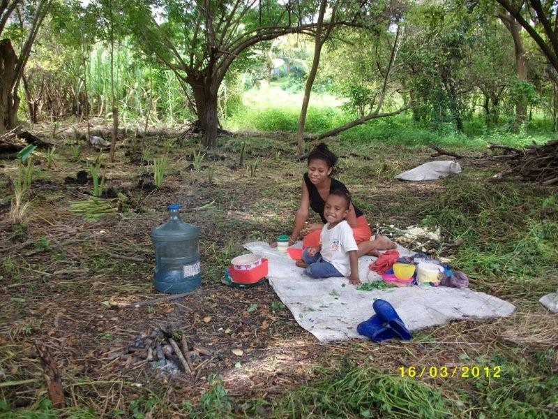 Naciriyawa - our farm in Fiji: we now have a dalo plantation as well...