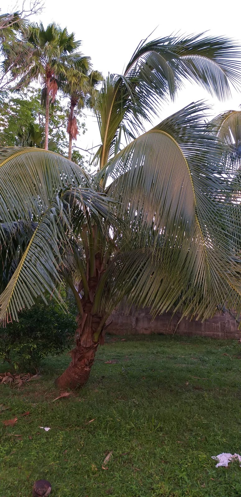 AthenaJackson0220: Iba't Ibang Uri ng Punongkahoy at Bungang Kahoy