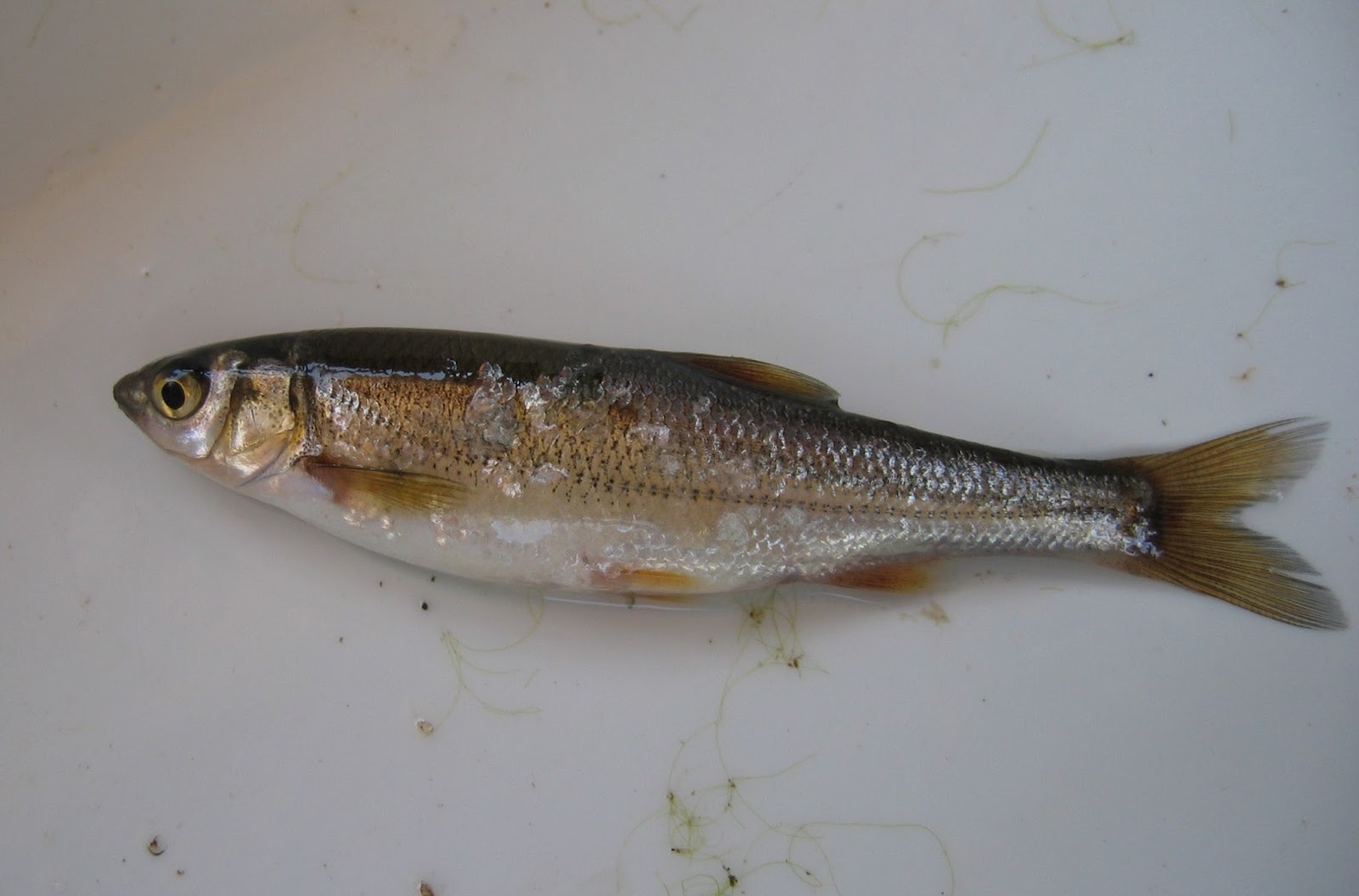 blog de pesca: Pardilla