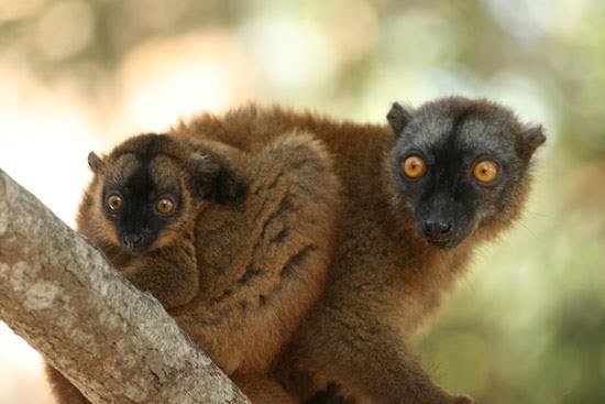 White Wolf : Over 700 lemurs to be exterminated on the French islands ...