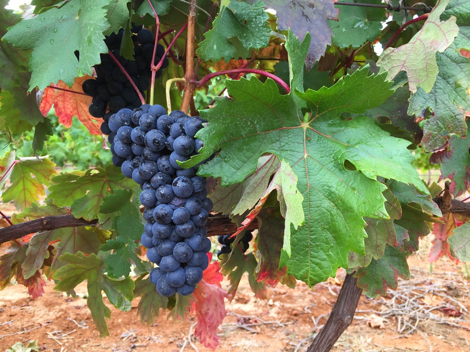 CultivarSA: Tempranillo