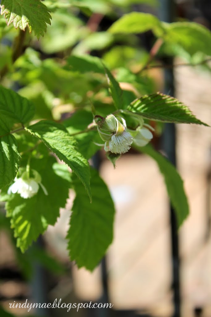 Rindy Mae: The First Week Of May In The Garden