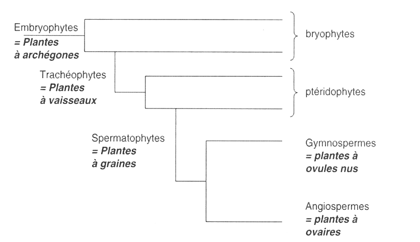 Taxon des Embryophytes et Bryophytes ~ ecologie environnement