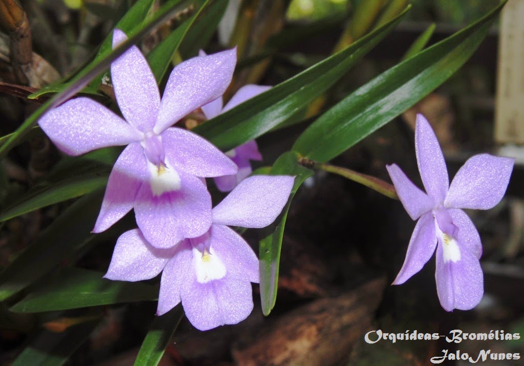 ORQUÍDEAS * BROMÉLIAS: Dimerandra Emarginata - flores 2014