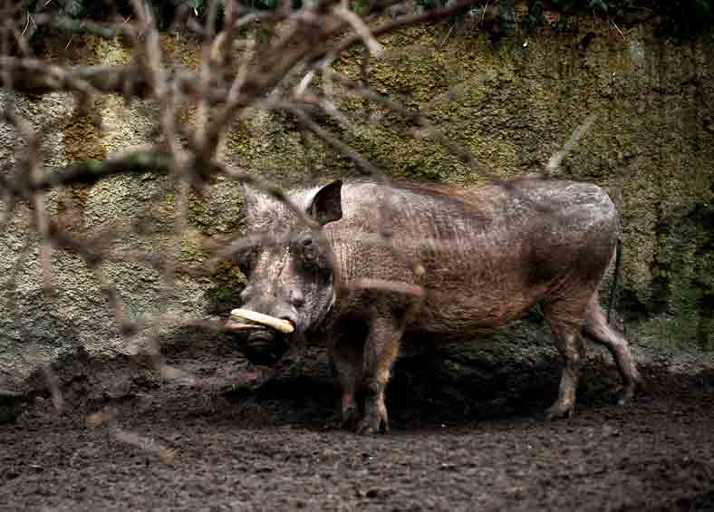 CRISTIAN NISTOR: MISTRET