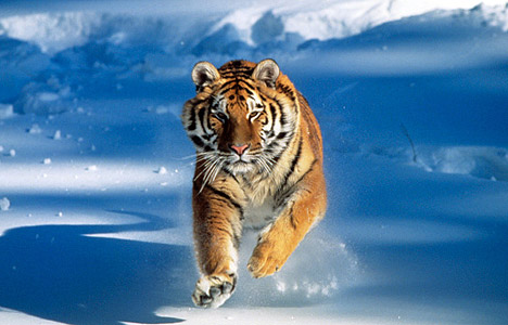 Running Tiger Photos