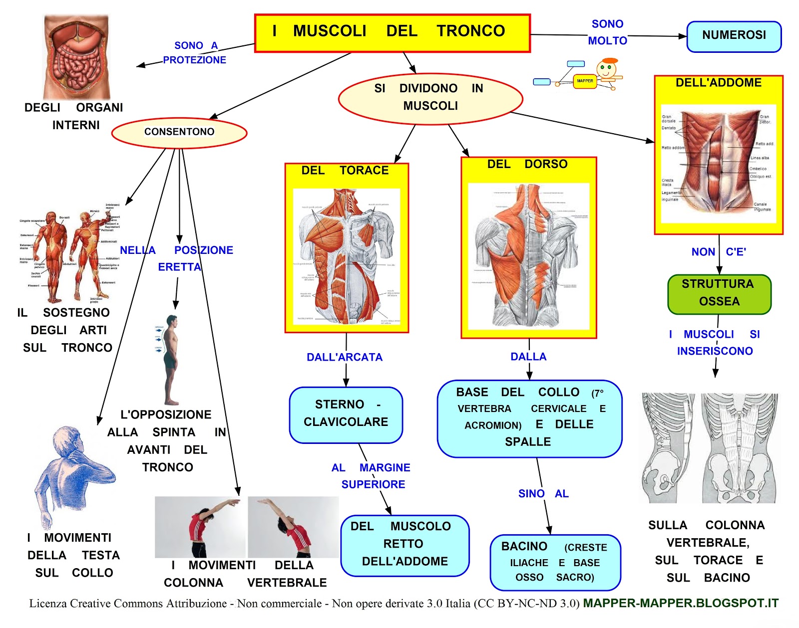 Mappa concettuale: Muscoli del tronco • Scuolissima.com