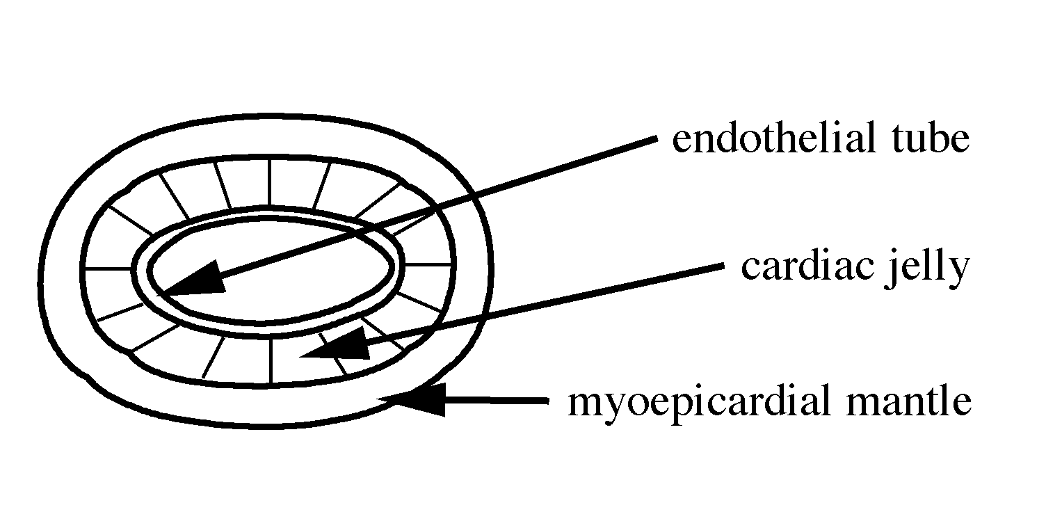 Physiology at your fingertips: DEVELOPMENT OF THE HEART