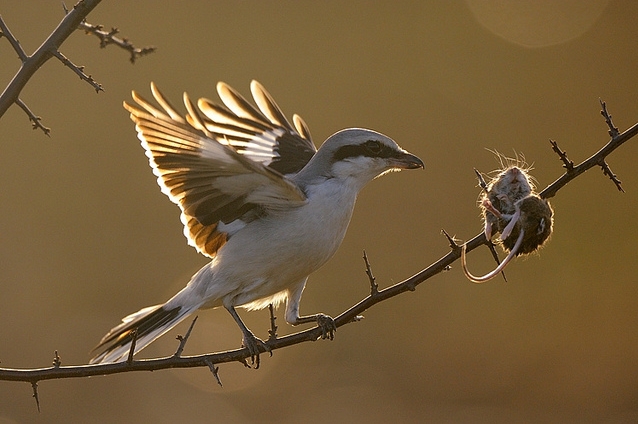 White Wolf : So Generous! Meet 7 Animals Who Love Giving Gifts