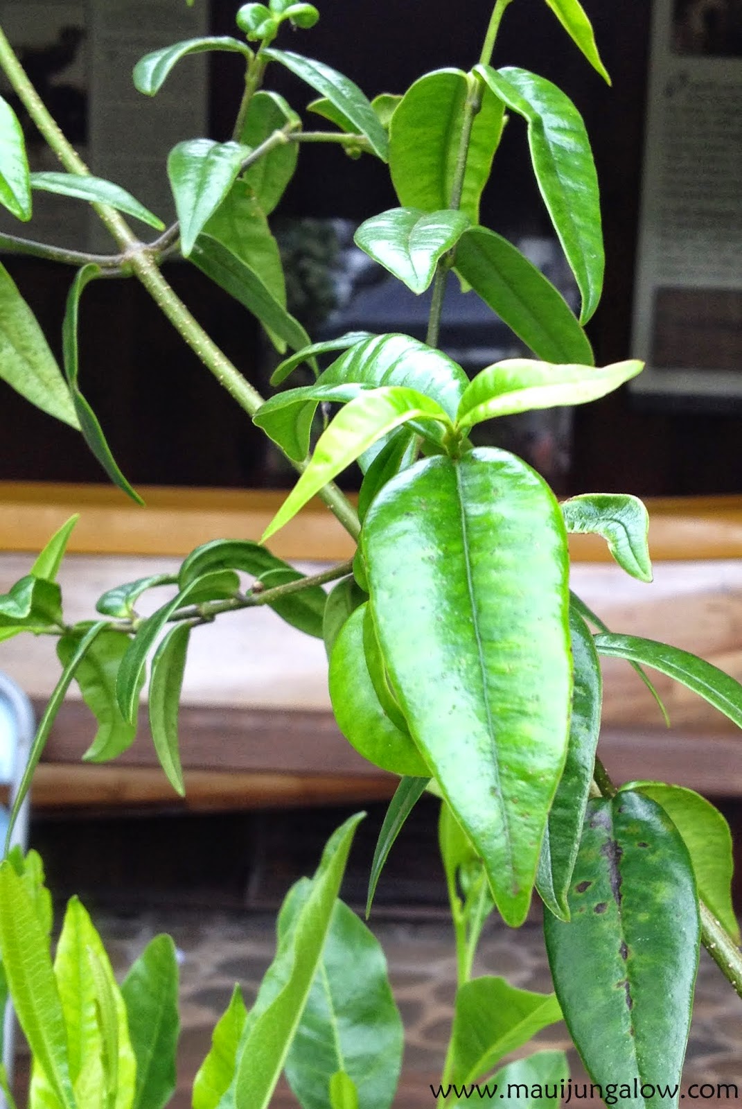 Maui Jungalow: Six Surprising Things I Learned on May Day at the Bailey ...