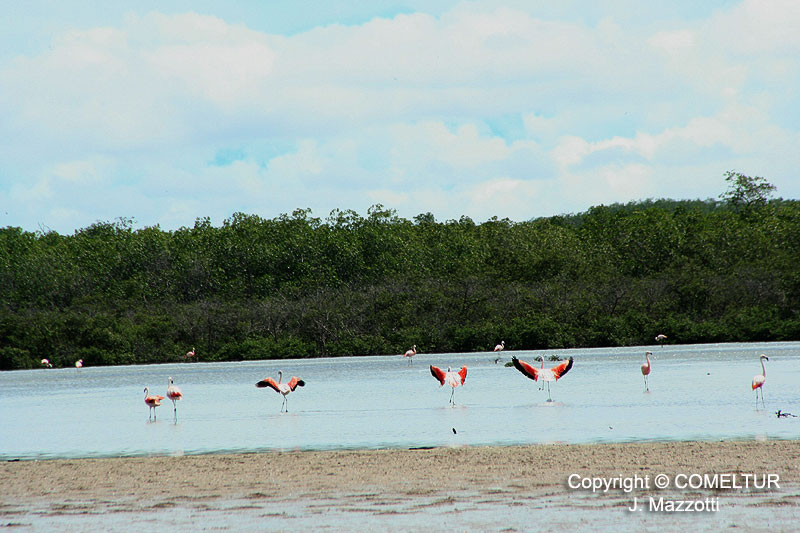 Disfruta de la flora y fauna de la Reserva Nacional de Tumbes - Mi Ruta ...