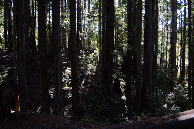 Ecological Staircase to the Pygmy Forest