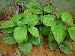 Healthy Body is a Healthy Life