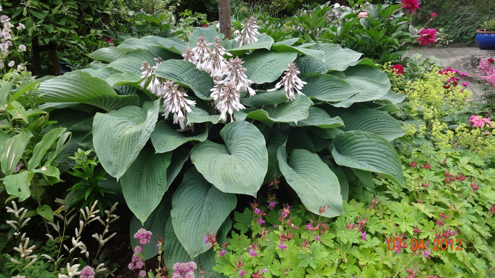 PPP Hostahave: Dagens Hosta Elata