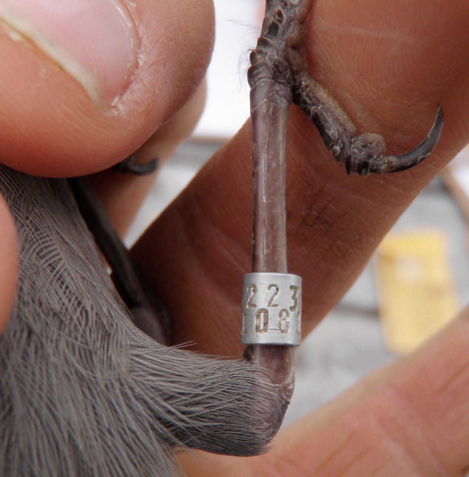 Bird Banding in Saskatchewan: Turkey Vulture Tagging