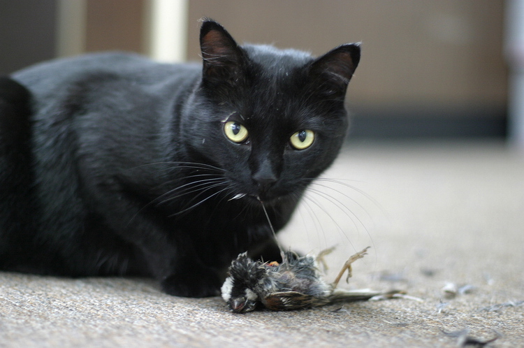 Musings of a Biologist and Dog Lover: Invasive Species: Cat