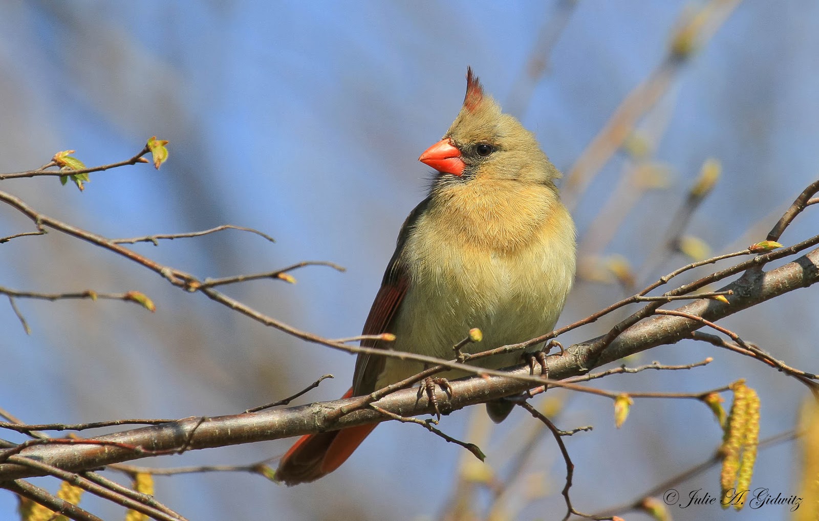 Nature's Splendor: Pretty Spring Birds