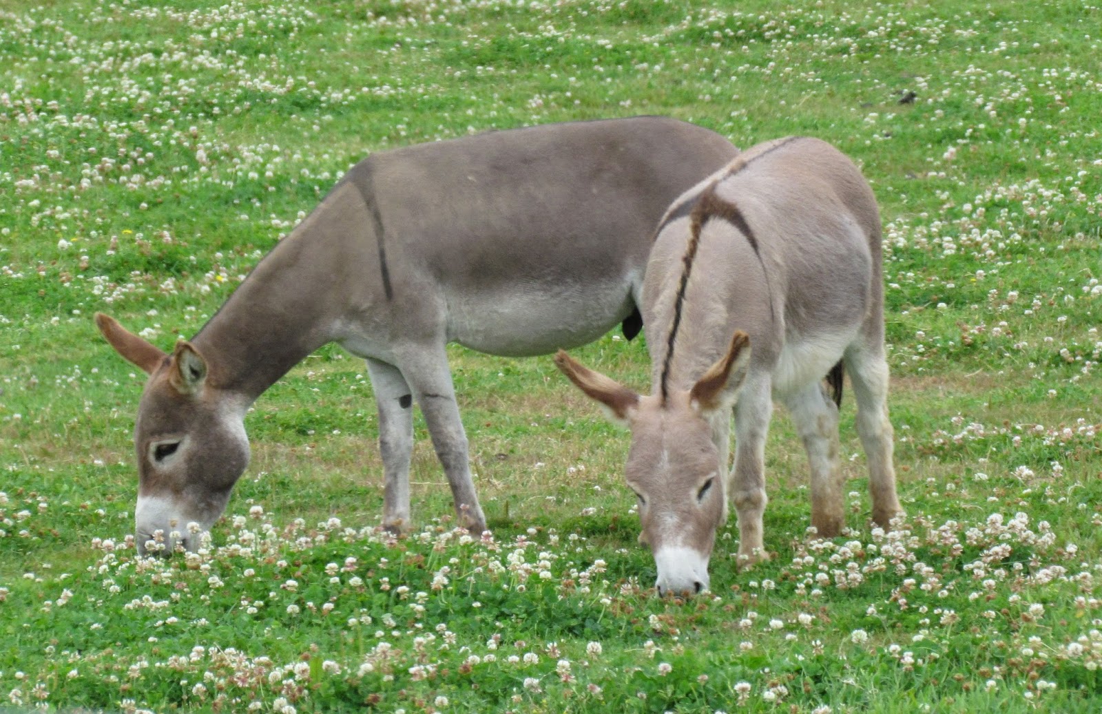 Scene Through My Eyes: Rurality - Miniature Donkeys