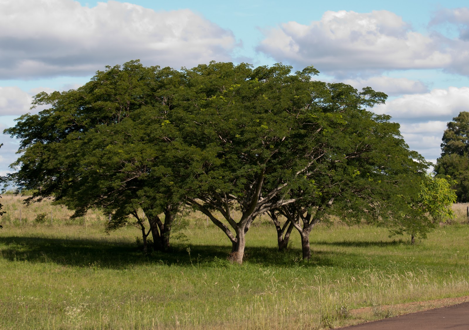 Cultura Guaraní: Función de los árboles