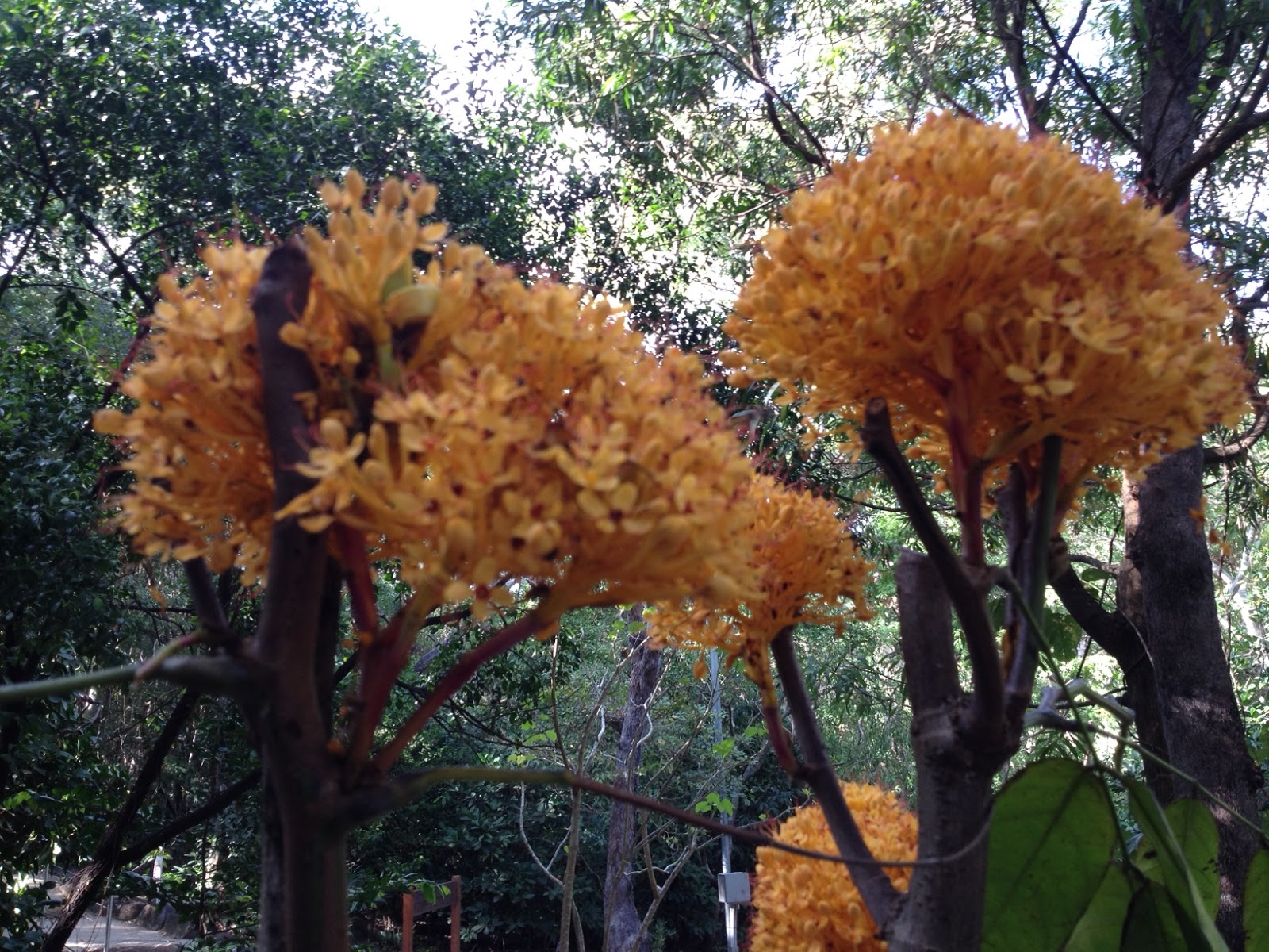 Cooktown Botanic Gardens