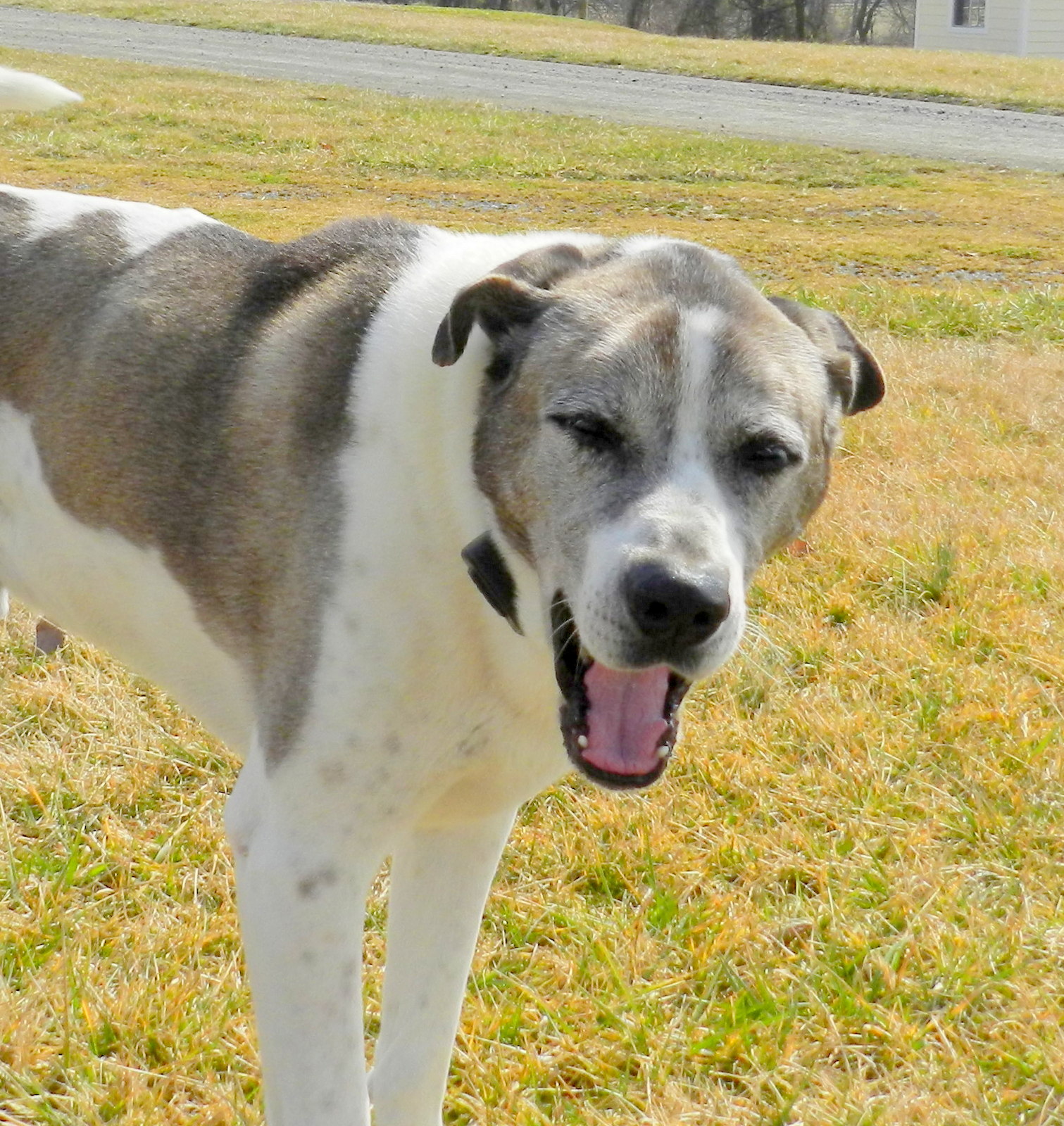 The World According To Lexi: Saturday Pet Blogger Hop - In Memory of ...