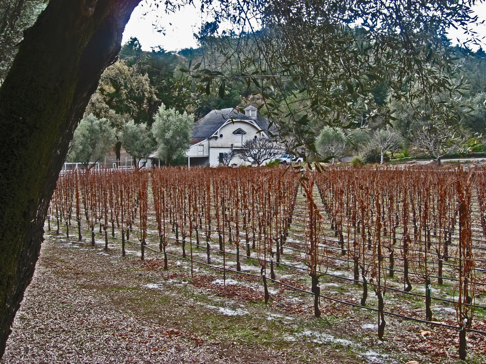 Bach to Bacchus: Spring Mountain Vineyard Revisited