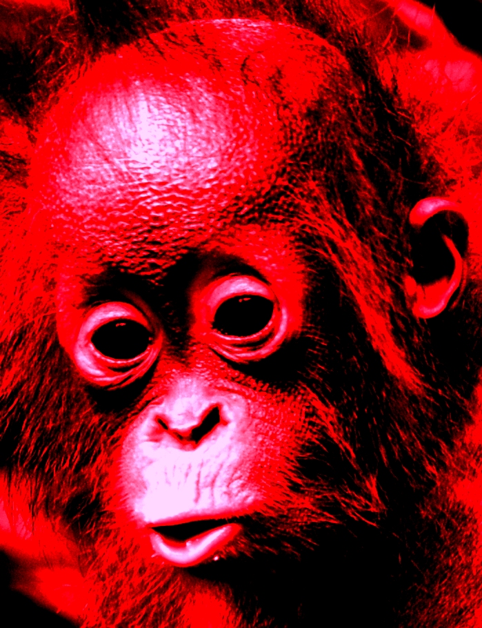 the Red Ape Brigade