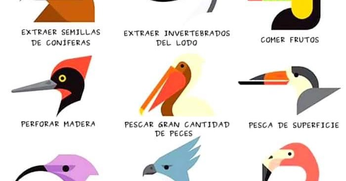 ¿Para qué sirve cada pico? | BIOLOGÍA Y GEOLOGÍA