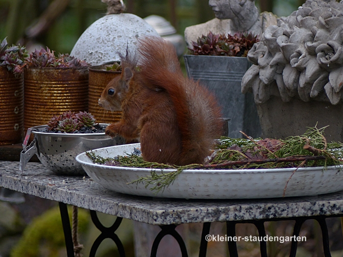 kleiner-staudengarten: Der kleine Racker...