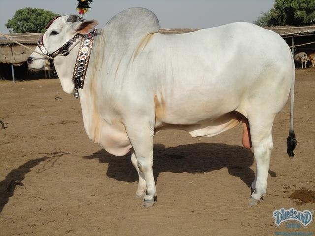 my animals: some amir dilpasand cattle bulls