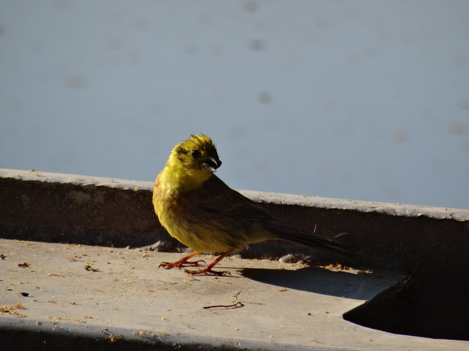 Fotografia przyrody.: Trznadel zwyczajny (Emberiza citrinella).