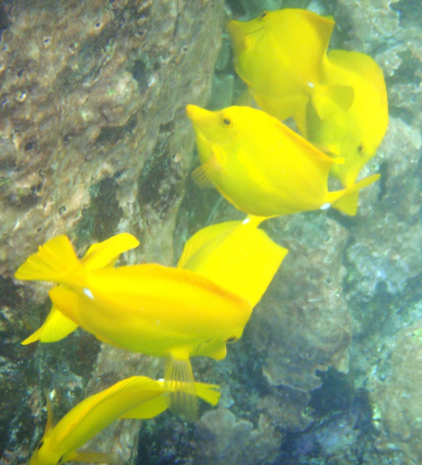 Toucans & Hornbills: Travel Bethought: Fish Fish Fish