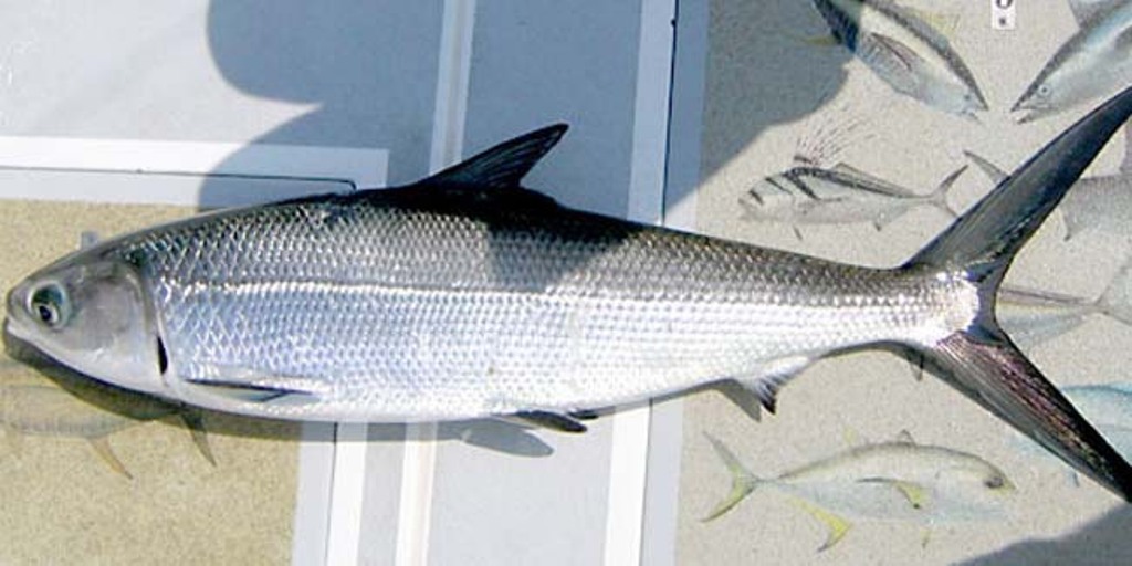 Milkfish Fillet in Tomato Curry Easy to Cook Recipe | Indonesia ...