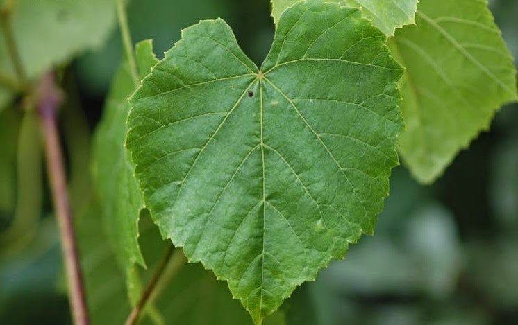 Trees Planet: Vitis vulpina - Frost Grape - Fox Grape
