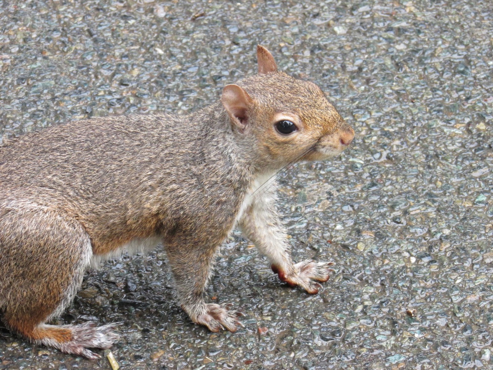 Whimsical Truth: Postcards from Turin [part 2]