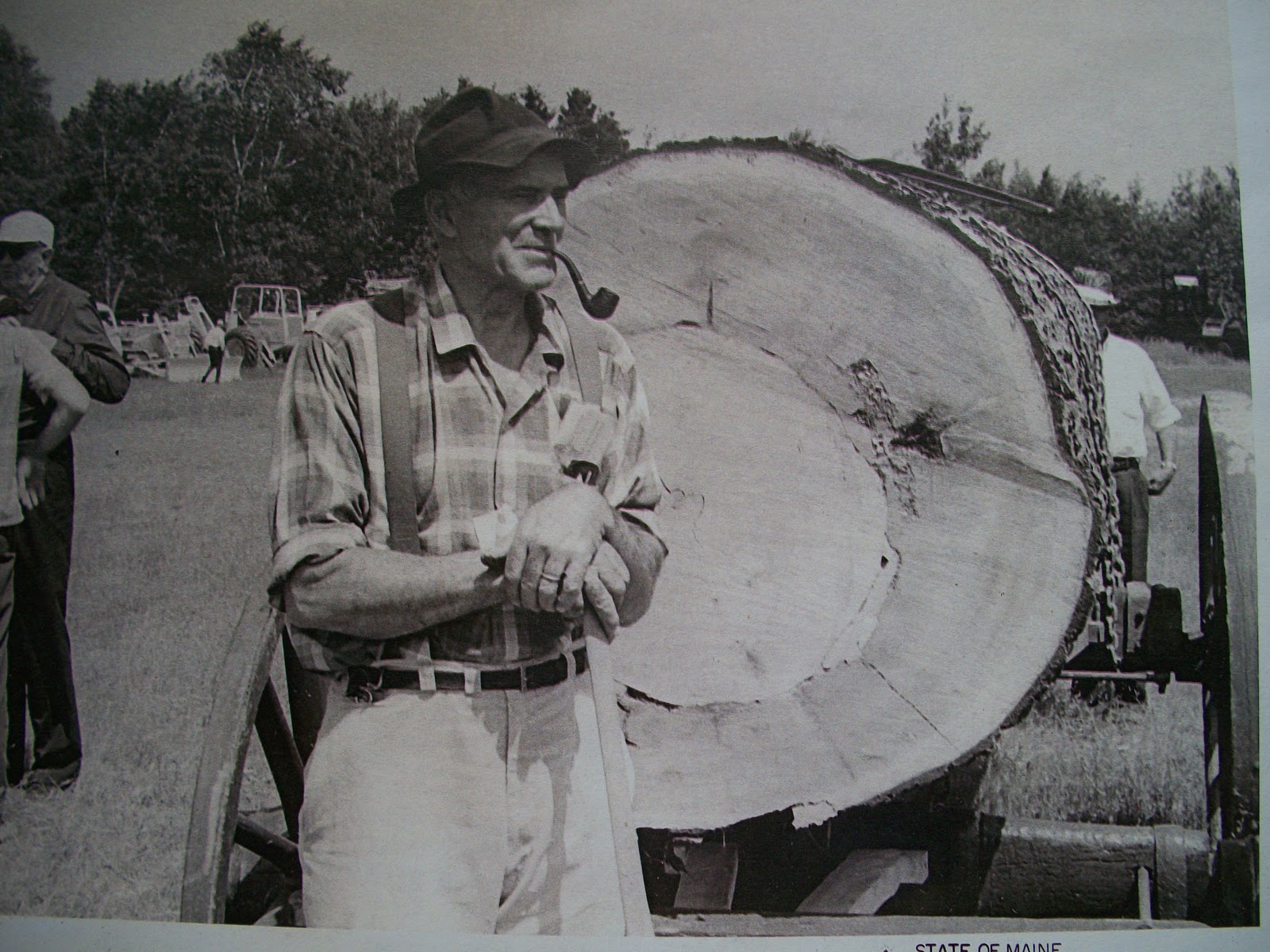 The Sharpened Axe: The Most Ignored Tree In America
