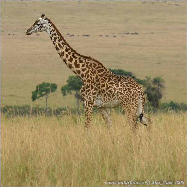 Giraffe | Wildlife | The Wildlife