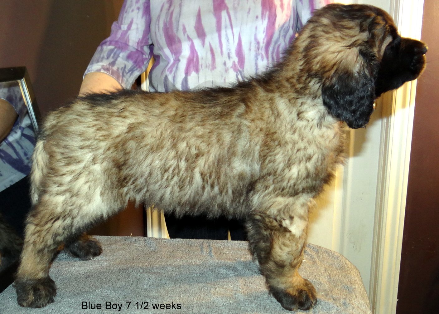 Heronview Leonbergers: Conformation shots of puppies