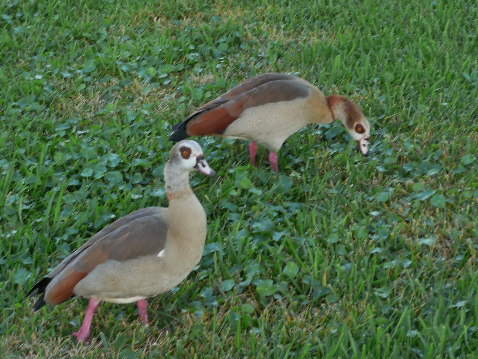Florida Suncoast Birding: Vermilion Flycatcher in South Florida.