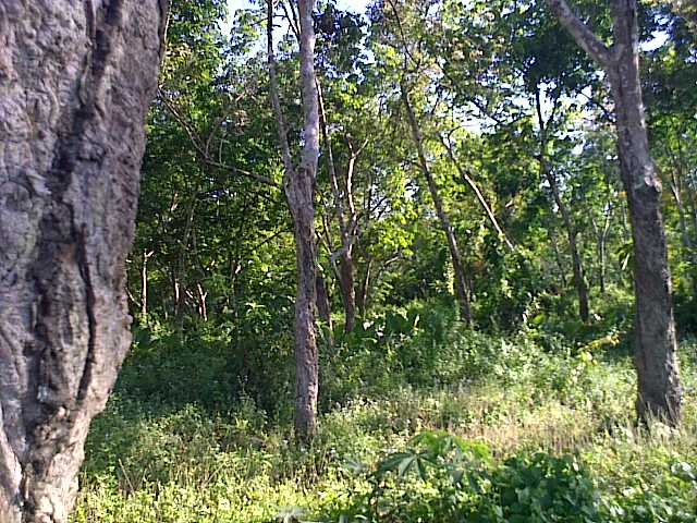 LEMBAGA INDEPENDEN BANTUAN HUKUM RAKYAT (LIBHRA): BELI TANAH DALAM ...