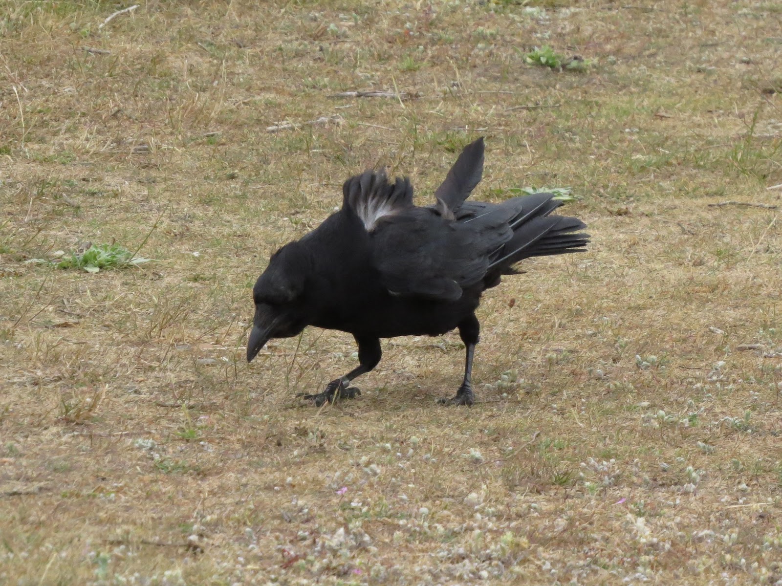 Landguard Bird Observatory Recent Sightings: Thursday 14th June 2018