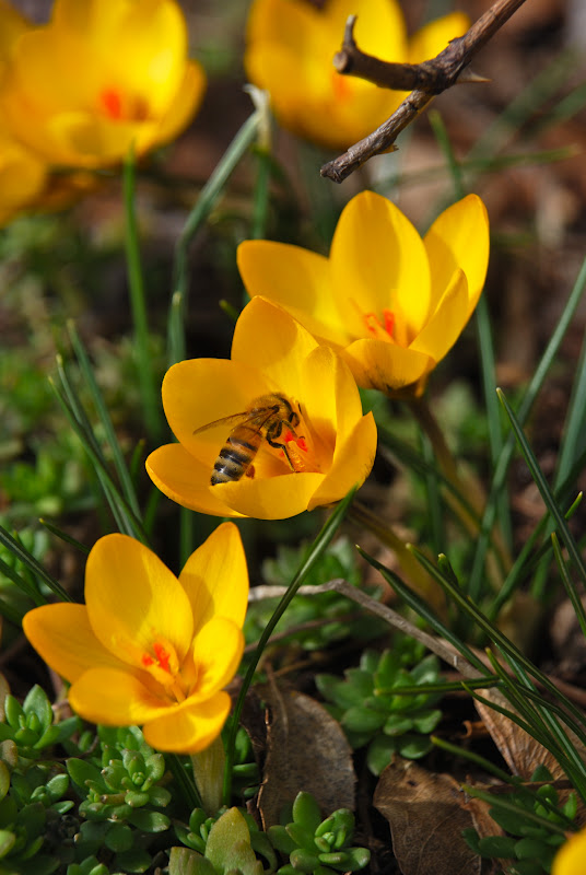 Wife, Mother, Gardener: Crocus chrysanthus 'Goldilocks'