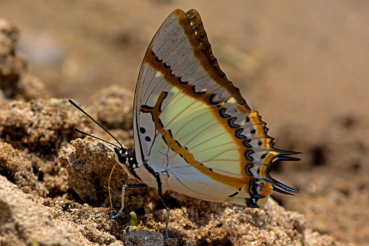Polyura eudamippus - the Great Nawab | BugsAlive
