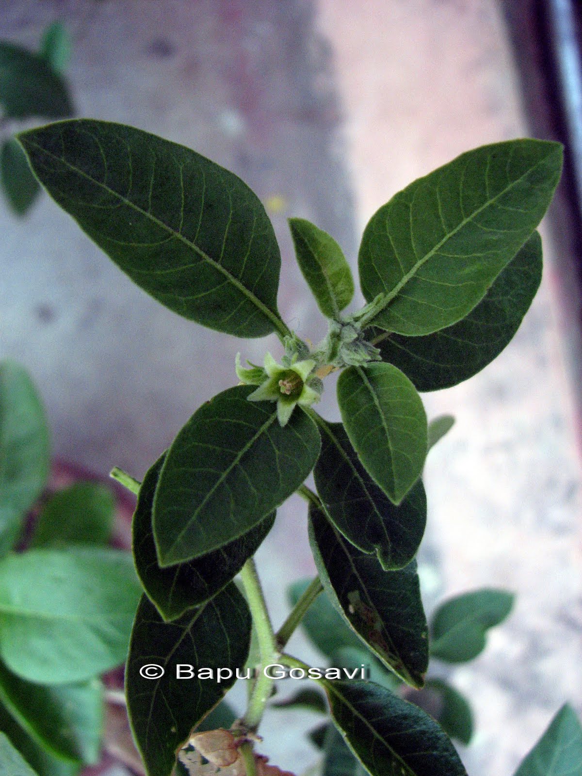 Withania Sonifera , Ashwagandha | Flowering Plants and Pictures