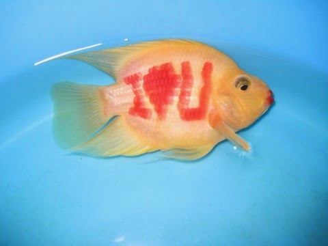 GOLD FISH: PARROT FISH