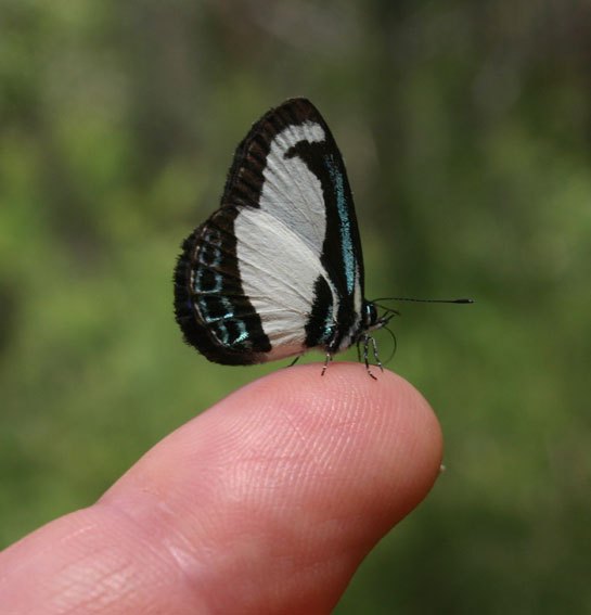 Toowoomba Plants: Green-banded Blue Butterfly