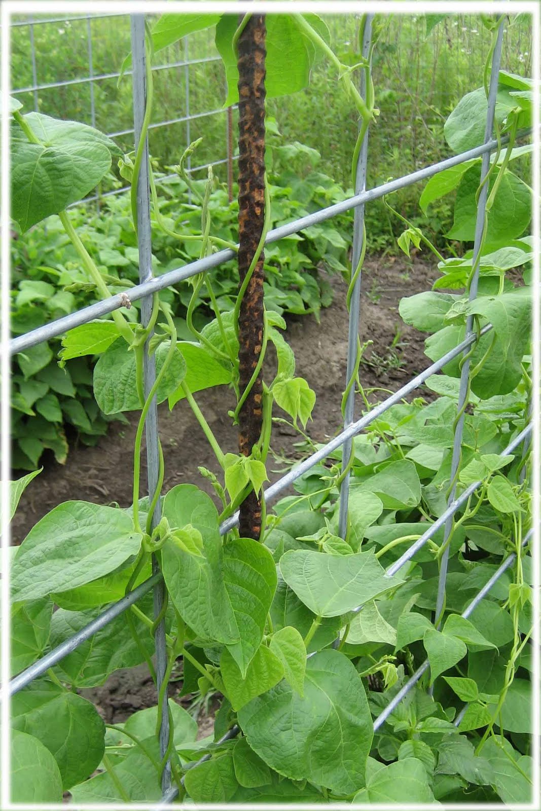 Butterfly Hill Farm: Bean Twist