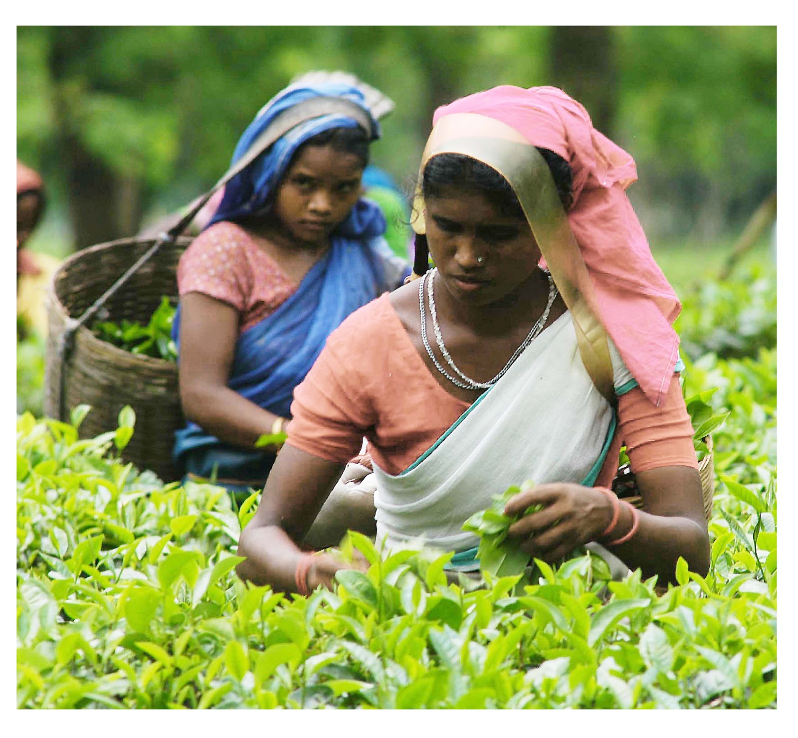 Paradise of India, North-East: "The Green Tea Gardens of Assam Valley"