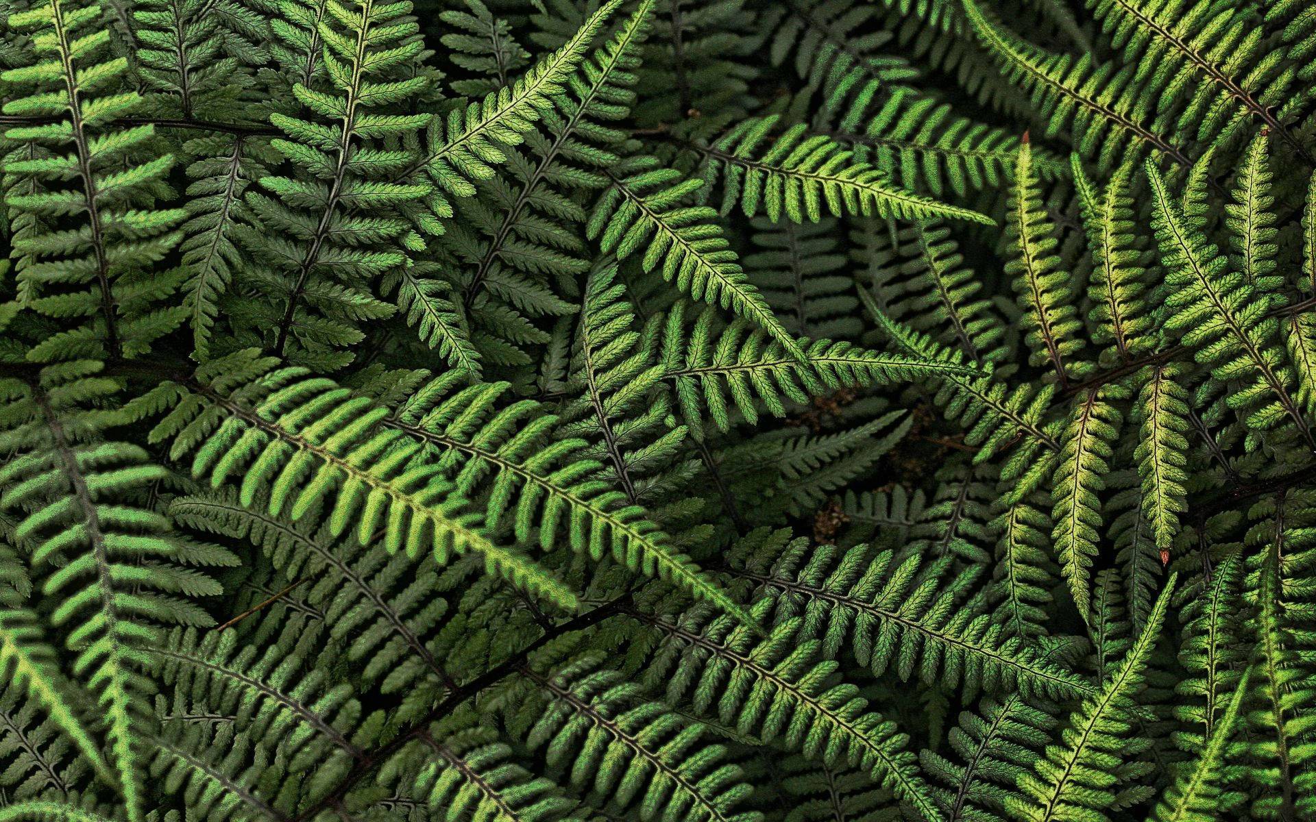3D Leaves Wallpaper